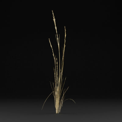 Realistic Wheat Plant - 3D Model by Green Lander