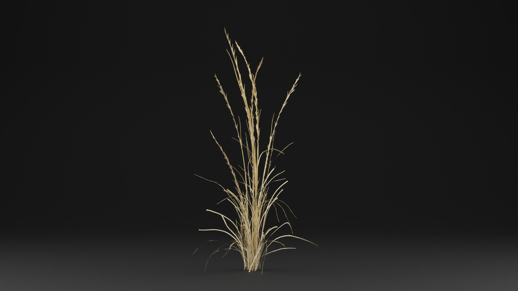 Realistic Wheat Plant - 3D Model by Green Lander