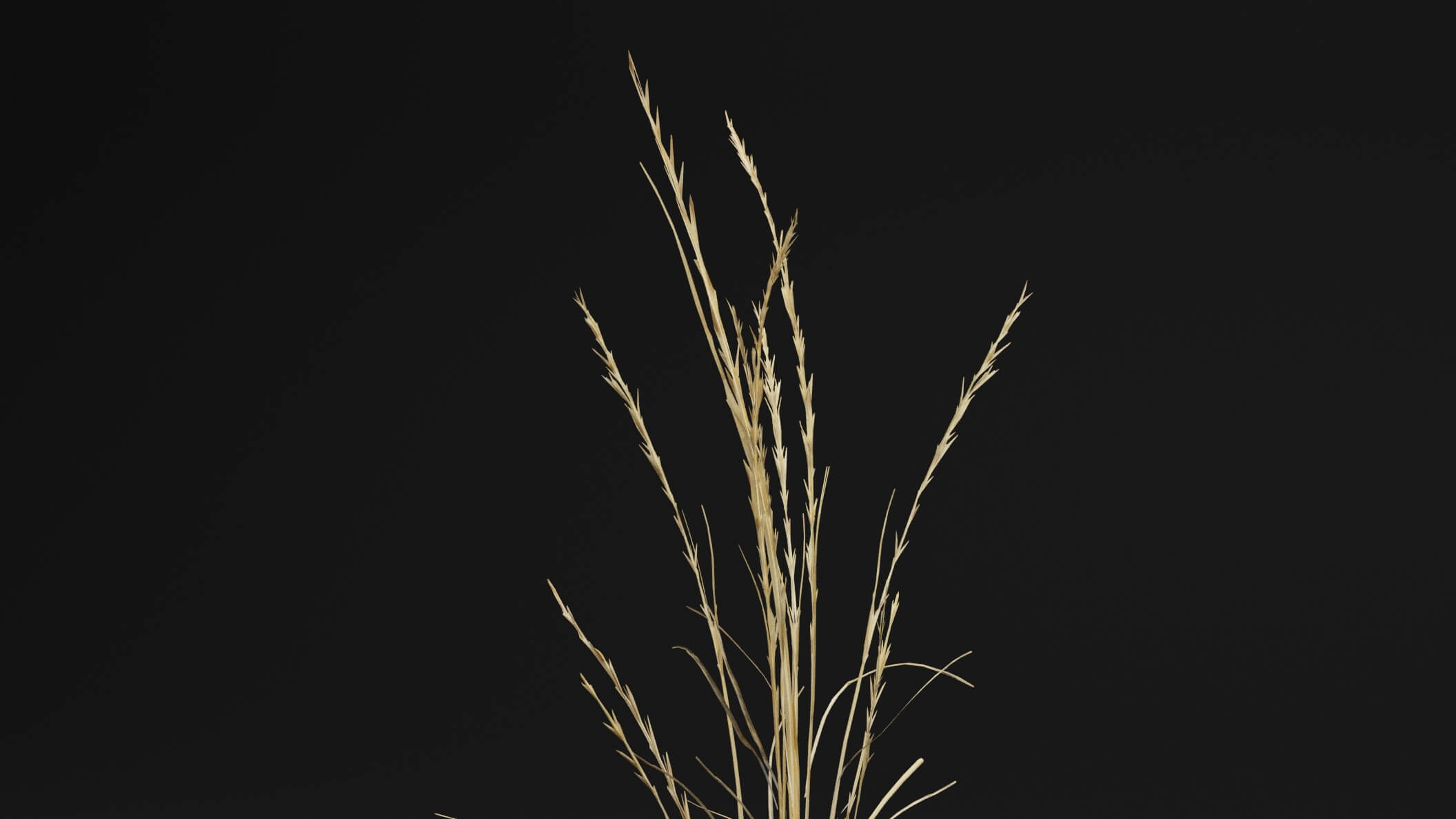 Realistic Wheat Plant - 3D Model by Green Lander