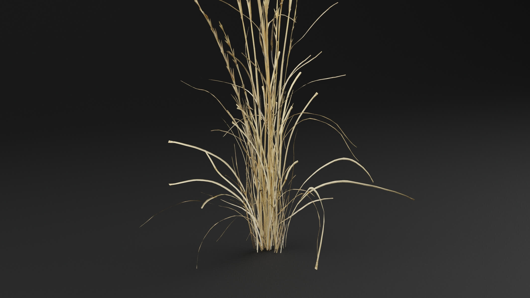 Realistic Wheat Plant - 3D Model by Green Lander