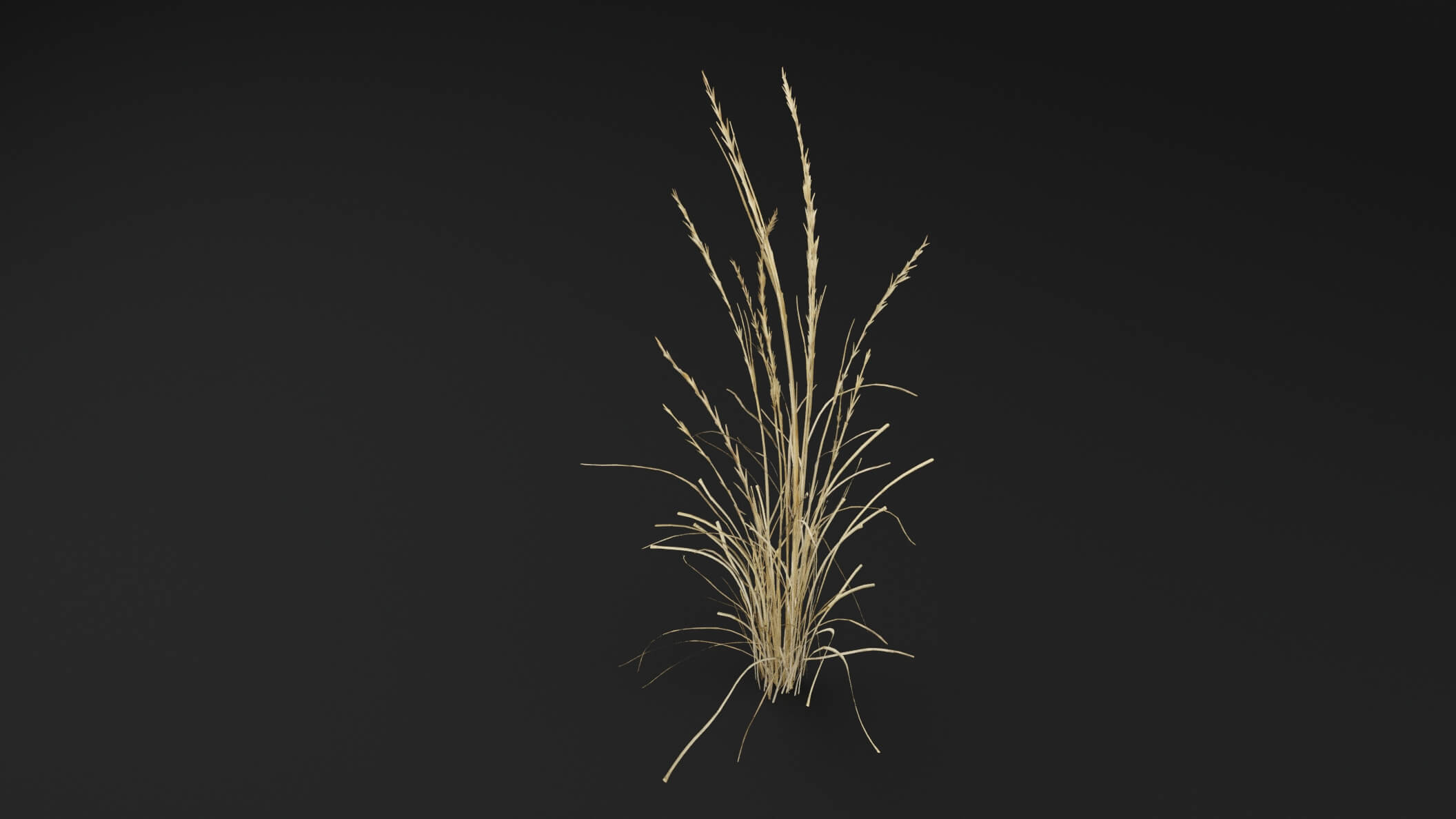 Realistic Wheat Plant - 3D Model by Green Lander