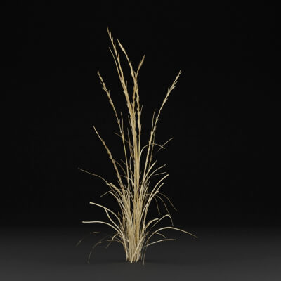 Realistic Wheat Plant - 3D Model by Green Lander