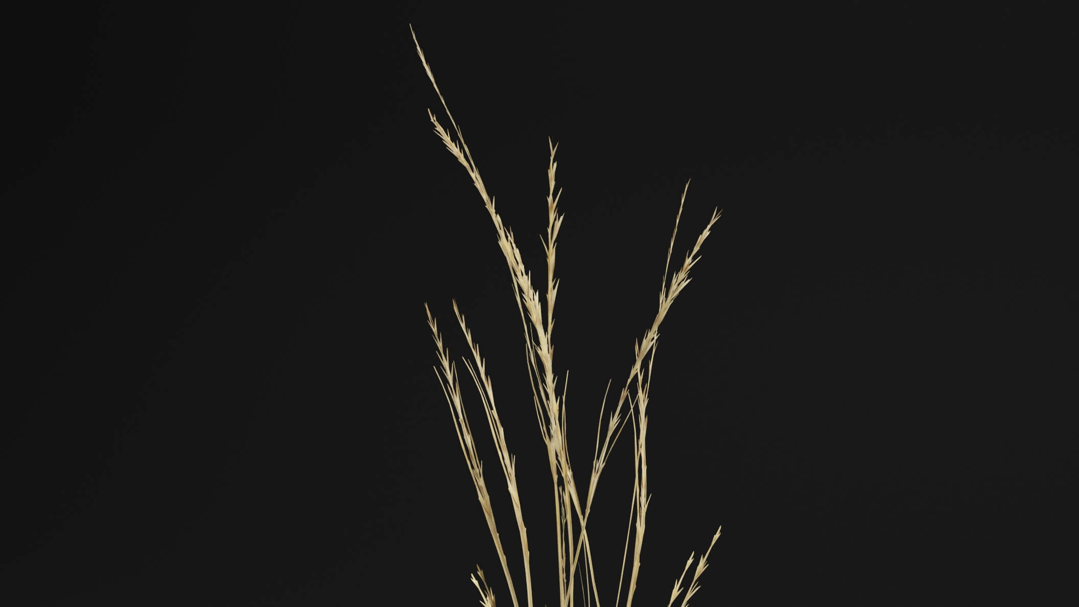 Realistic Wheat Plant - 3D Model by Green Lander