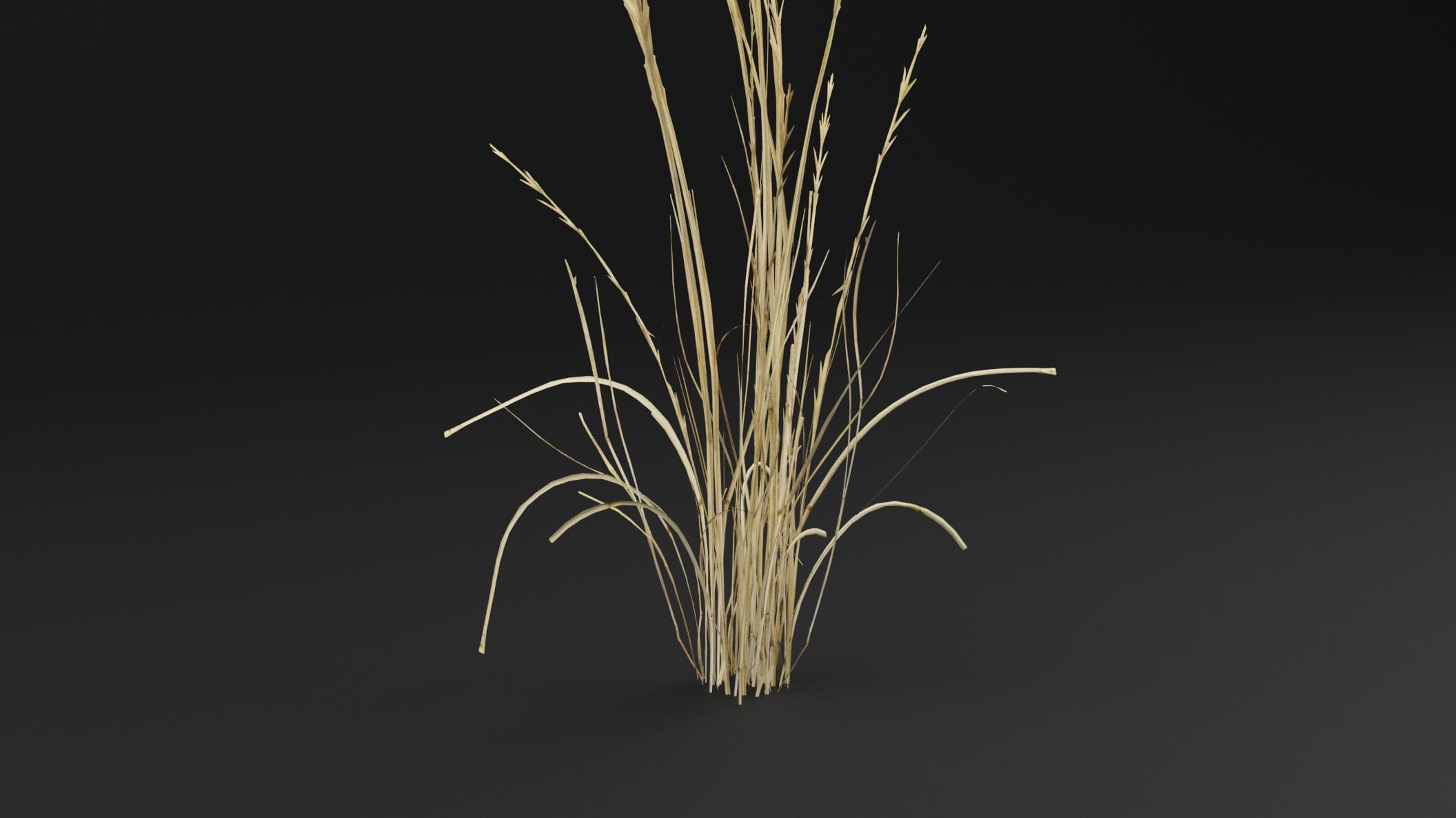 Realistic Wheat Plant - 3D Model by Green Lander