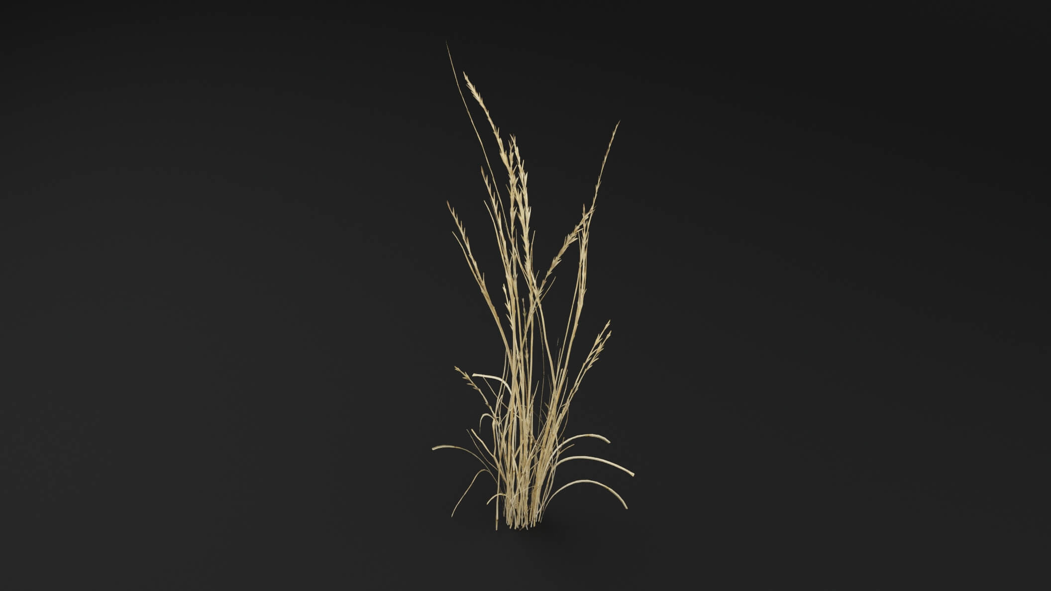 Realistic Wheat Plant - 3D Model by Green Lander