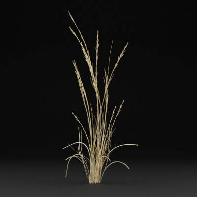 Realistic Wheat Plant - 3D Model by Green Lander