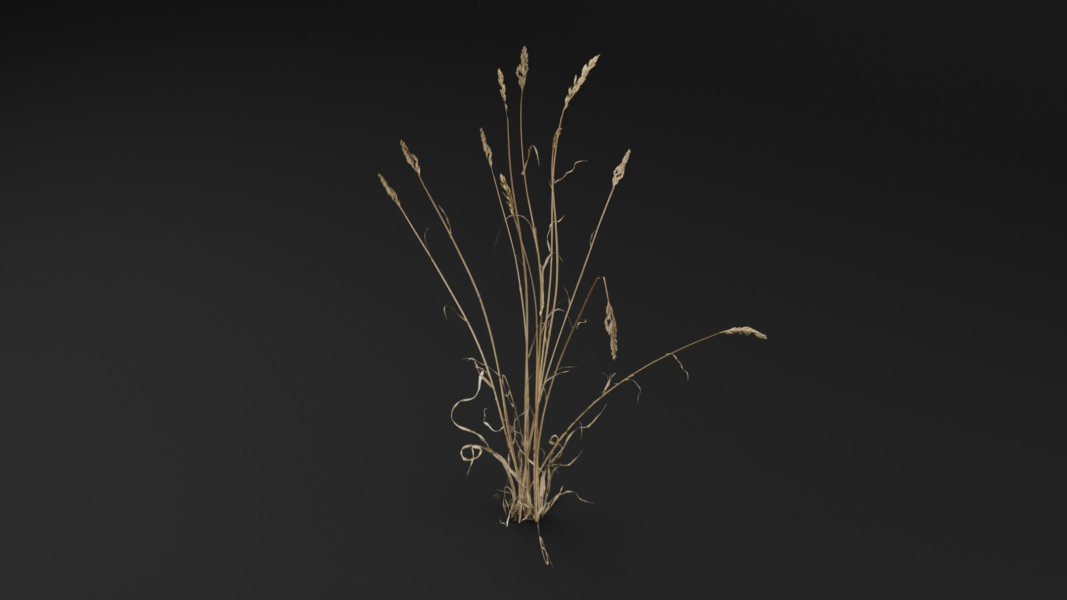 Realistic Wheat Plant - 3D Model by Green Lander