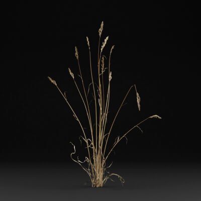 Realistic Wheat Plant - 3D Model by Green Lander