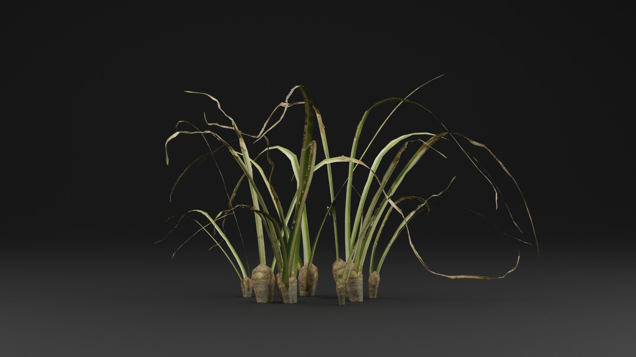 Reed Canary Grass - 3D Model by Green Lander