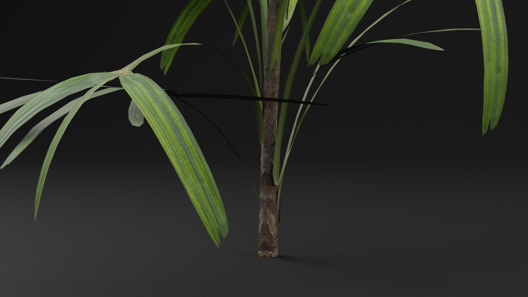 Rhapis Excelsa Plant - 3D Model by Green Lander