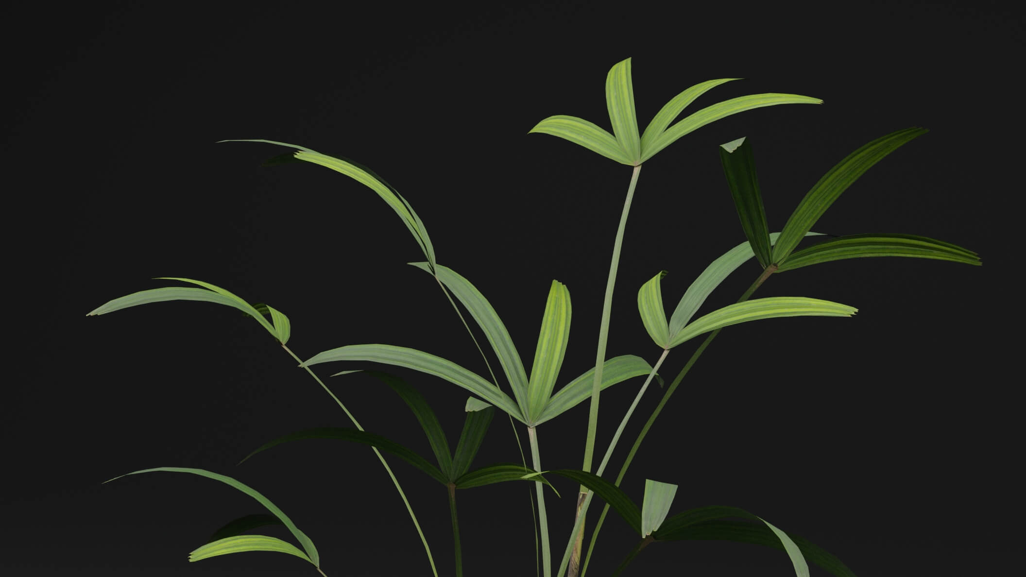 Rhapis Excelsa Plant - 3D Model by Green Lander