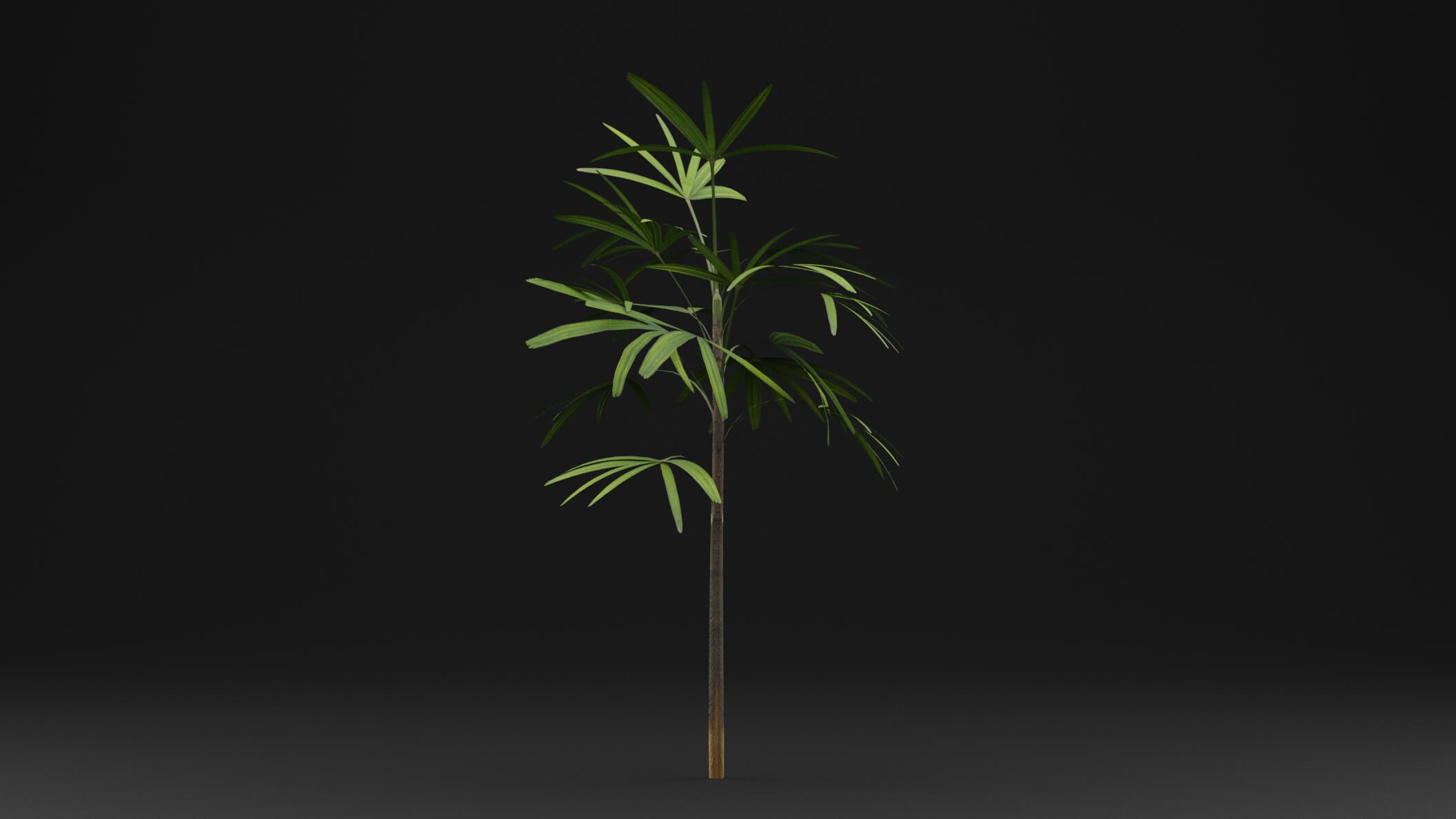 Rhapis Excelsa Plant - 3D Model by Green Lander