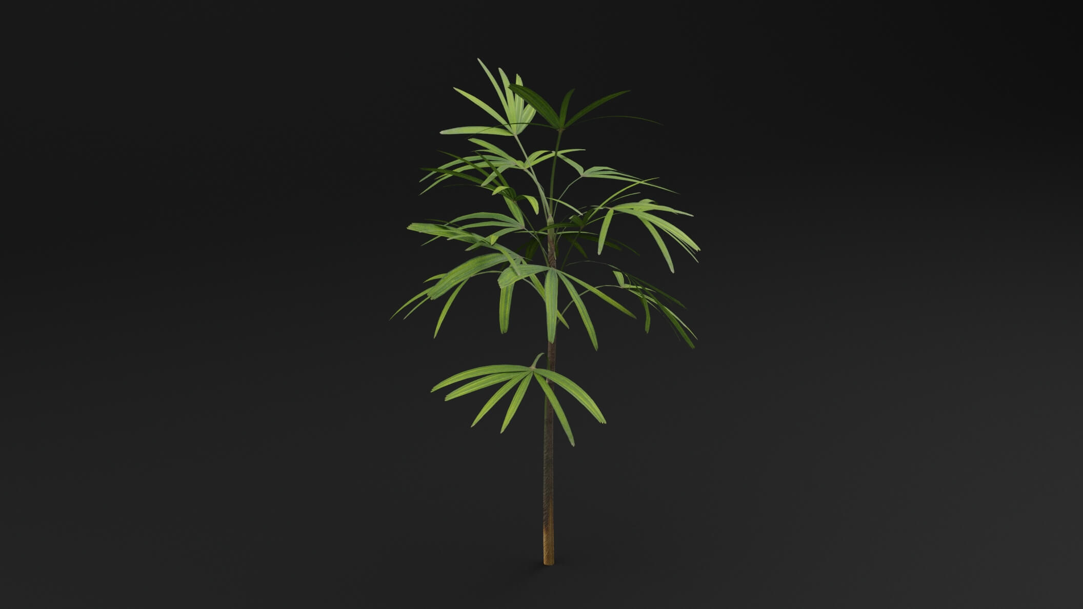 Rhapis Excelsa Plant - 3D Model by Green Lander