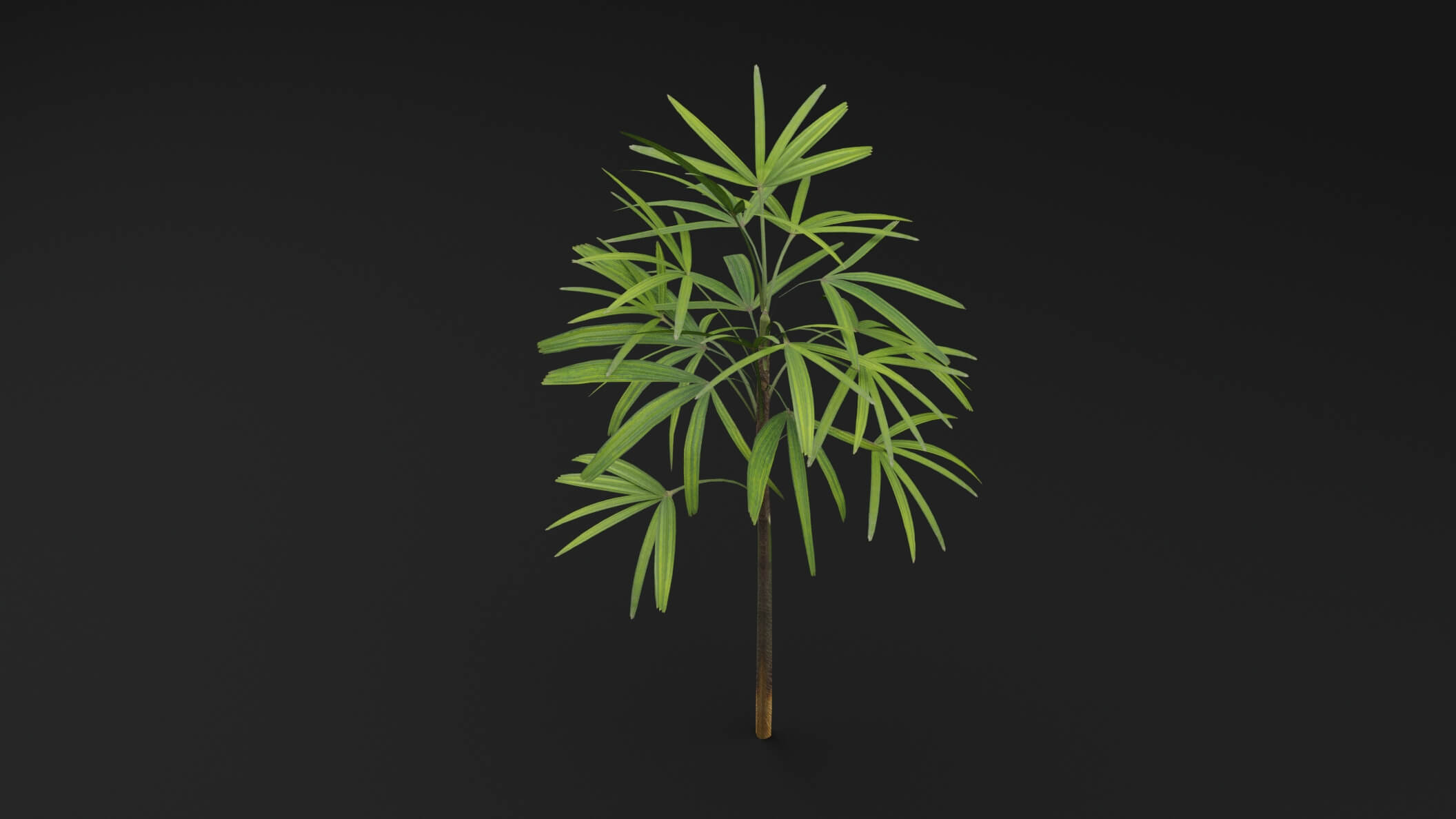 Rhapis Excelsa Plant - 3D Model by Green Lander