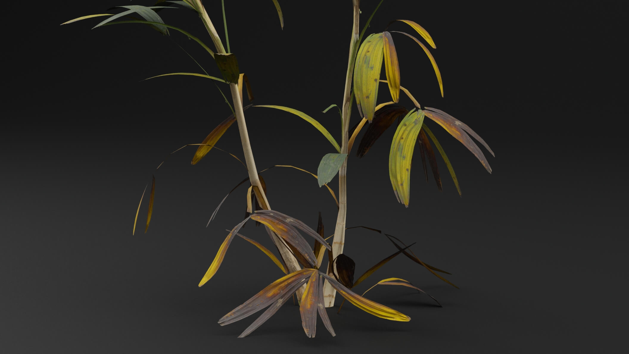 Rhapis Excelsa Plant - 3D Model by Green Lander