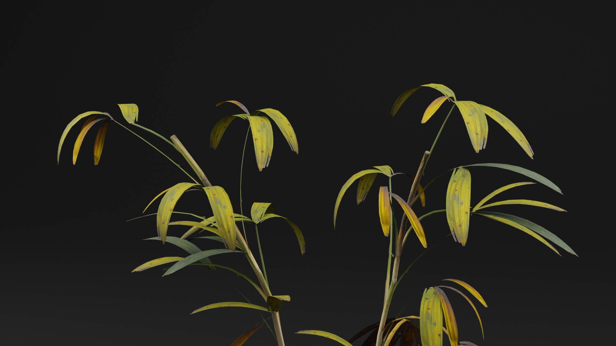 Rhapis Excelsa Plant - 3D Model by Green Lander