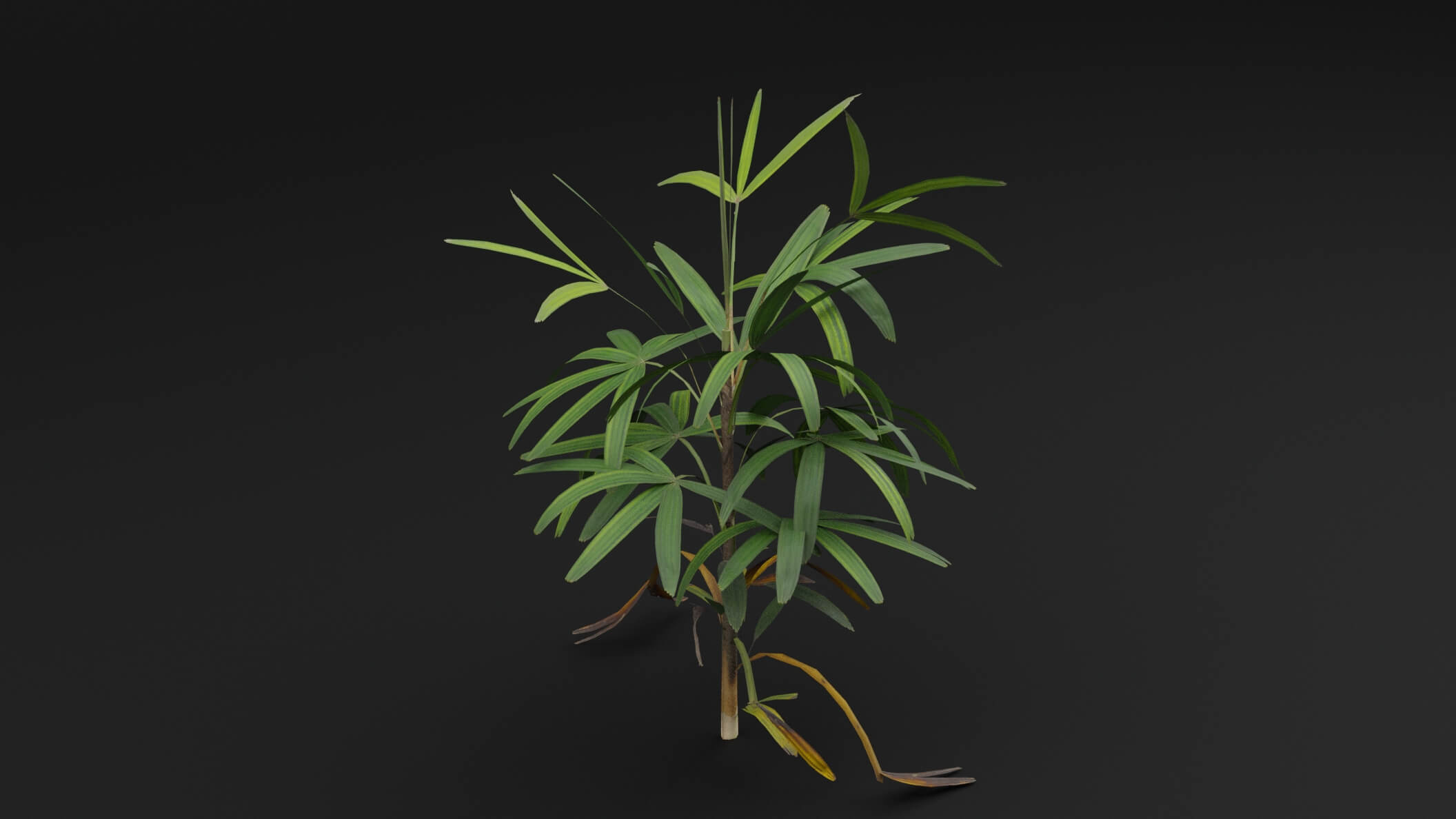 Rhapis Excelsa Plant - 3D Model by Green Lander