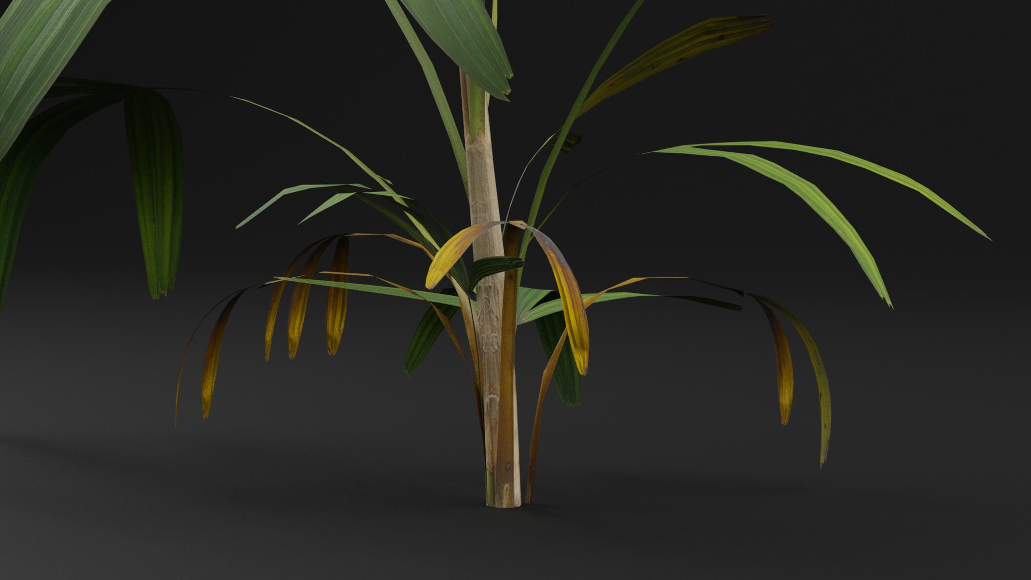 Rhapis Excelsa Plant - 3D Model by Green Lander