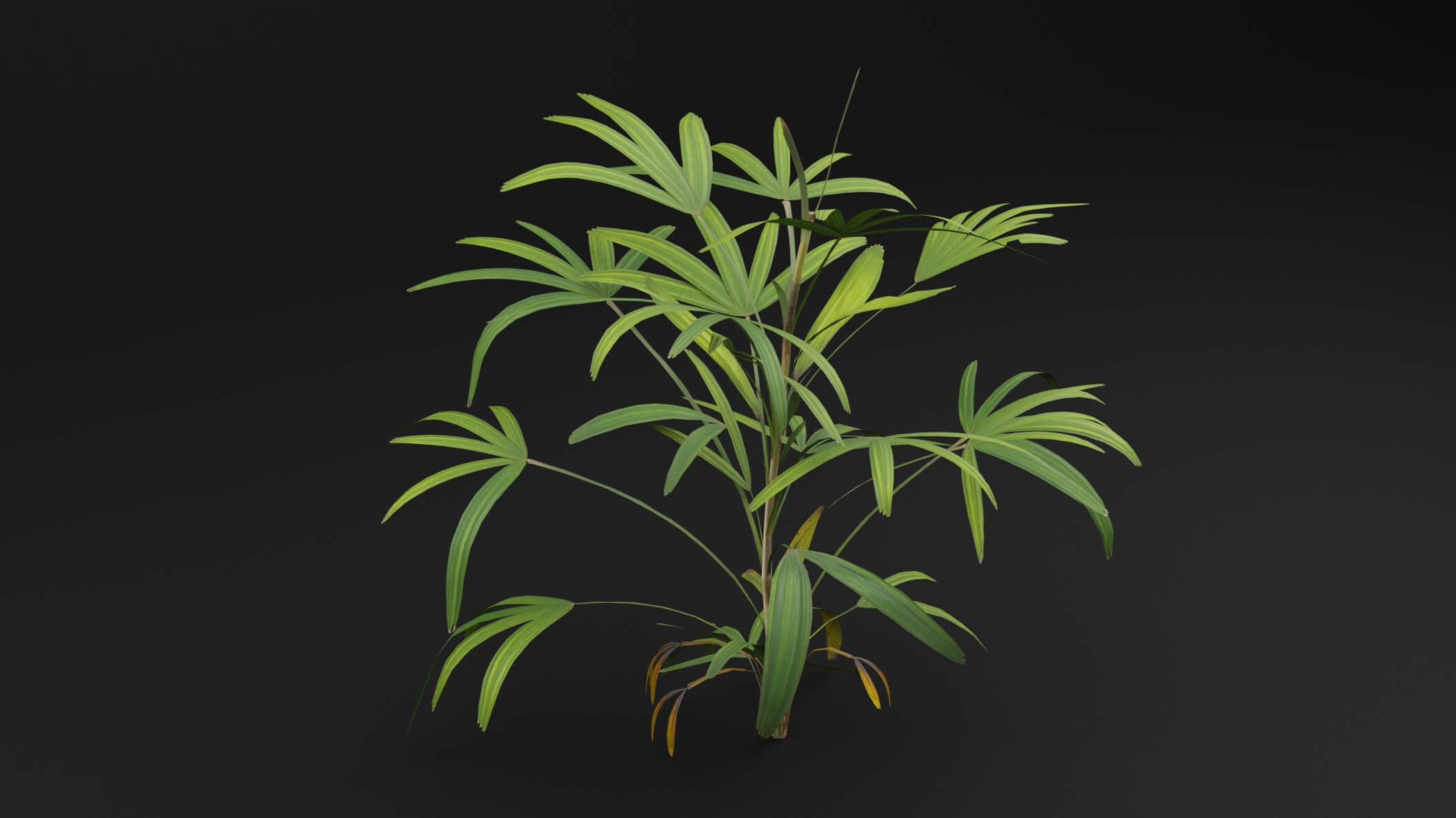Rhapis Excelsa Plant - 3D Model by Green Lander
