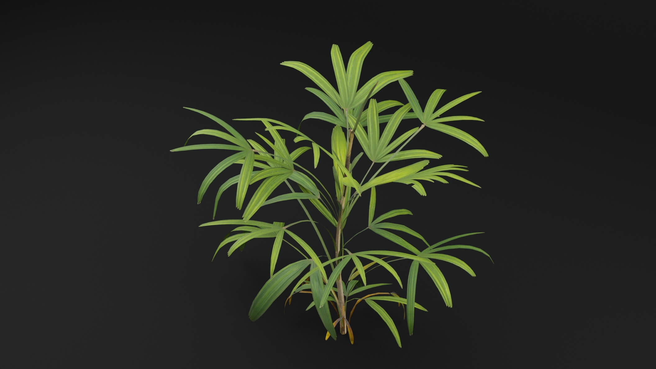 Rhapis Excelsa Plant - 3D Model by Green Lander