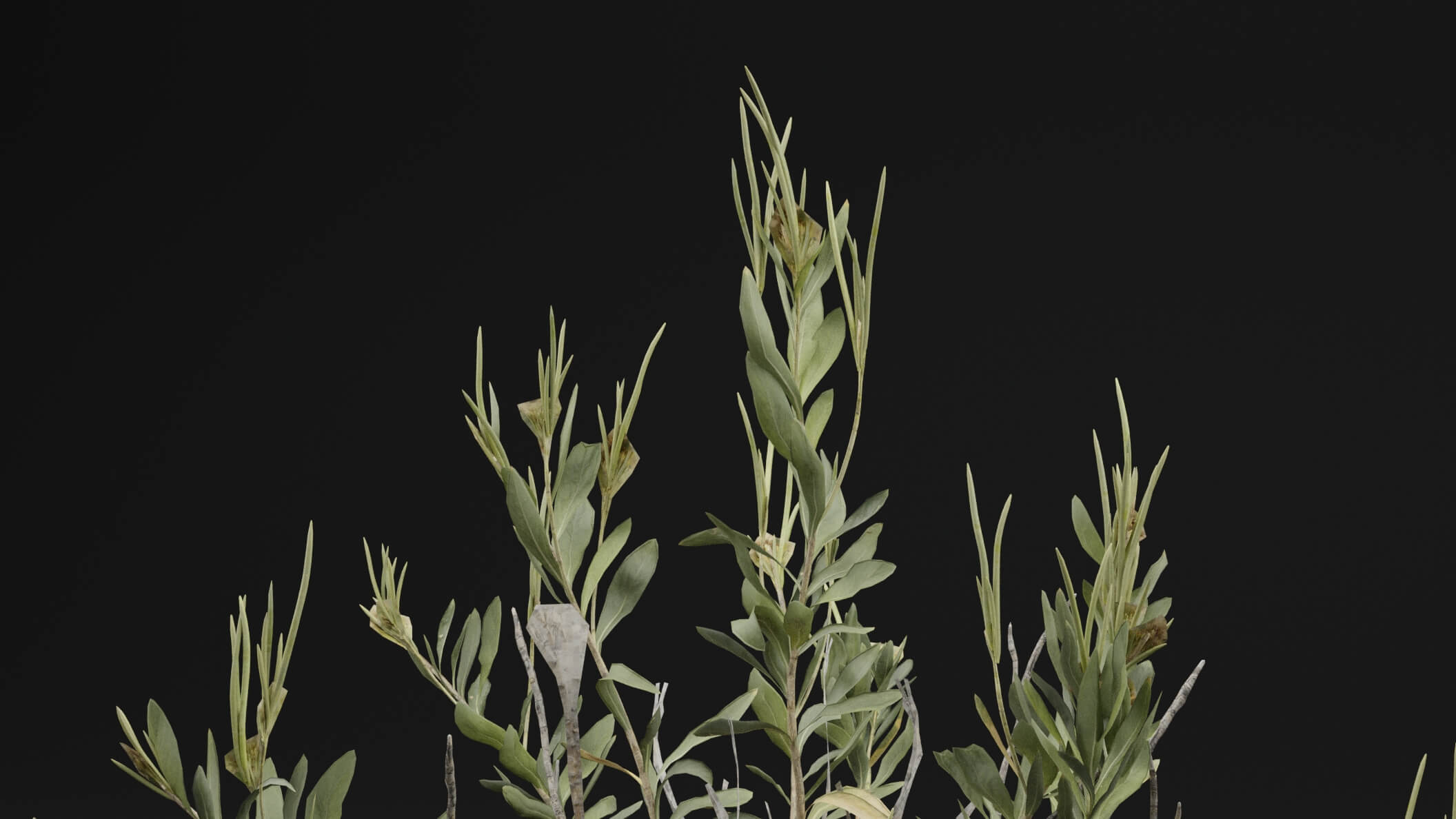 Rhazya Stricta Plant - 3D Model by Green Lander