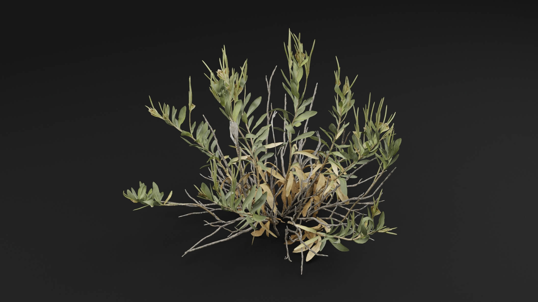 Rhazya Stricta Plant - 3D Model by Green Lander