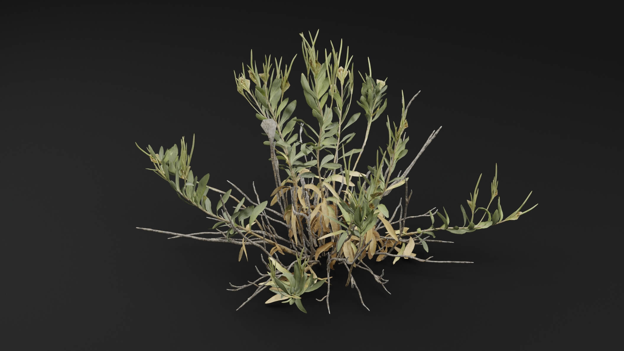 Rhazya Stricta Plant - 3D Model by Green Lander