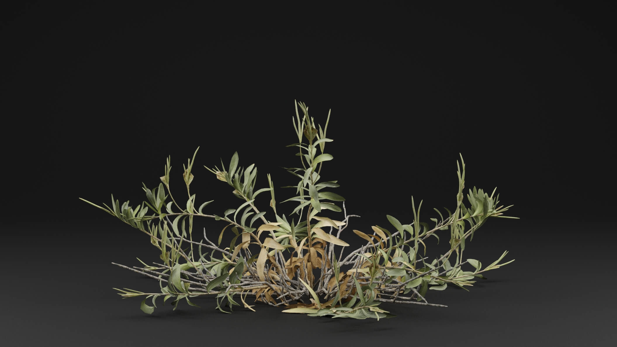 Rhazya Stricta Plant - 3D Model by Green Lander