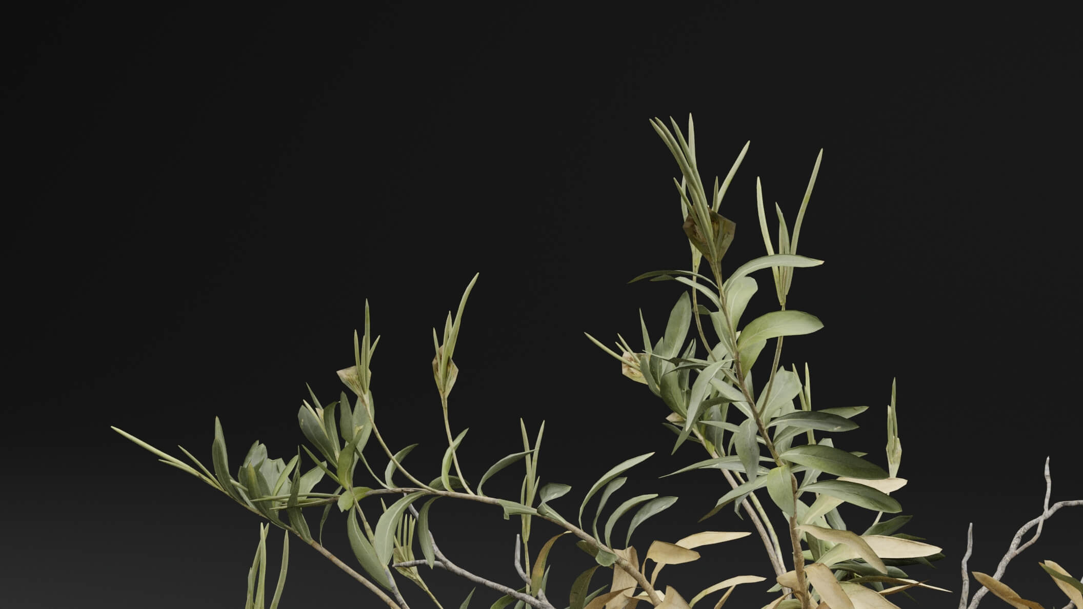 Rhazya Stricta Plant - 3D Model by Green Lander