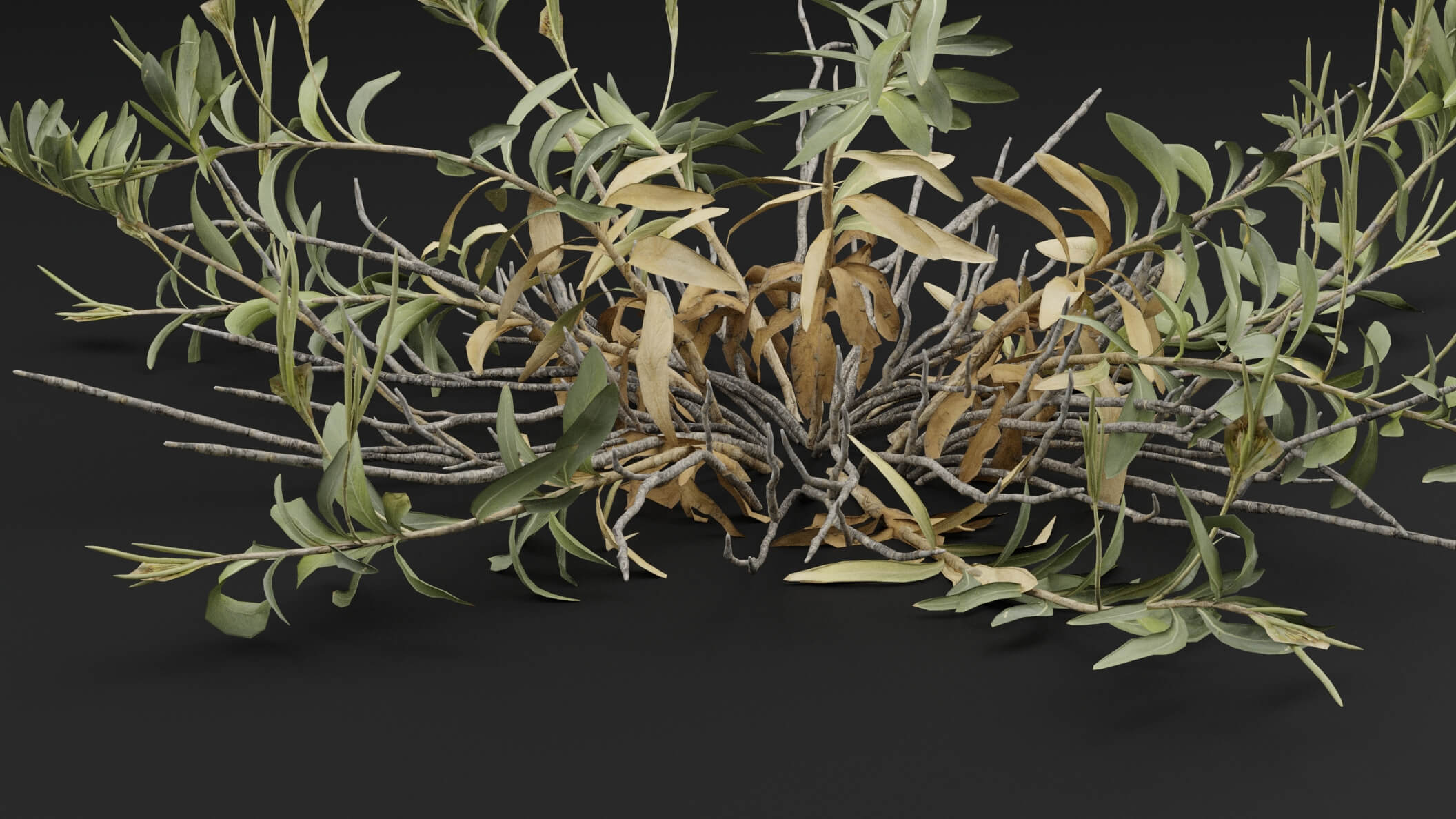 Rhazya Stricta Plant - 3D Model by Green Lander