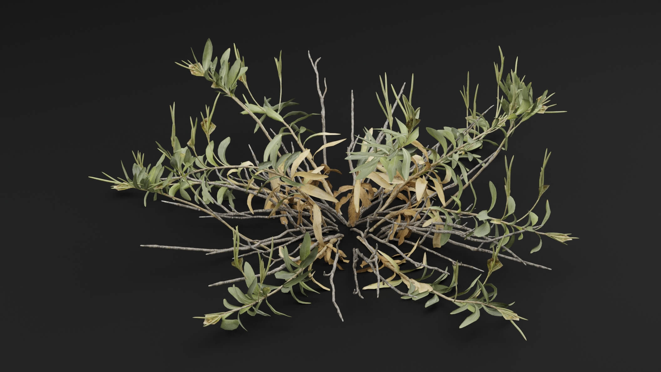 Rhazya Stricta Plant - 3D Model by Green Lander