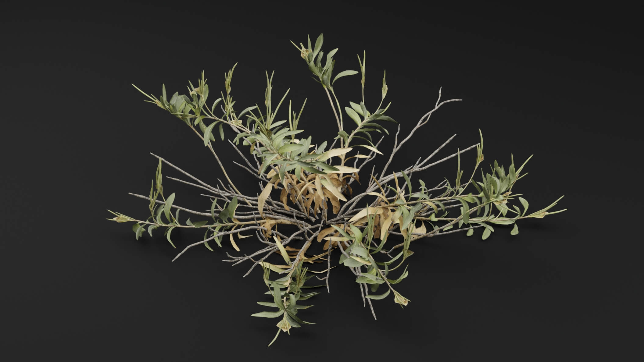 Rhazya Stricta Plant - 3D Model by Green Lander