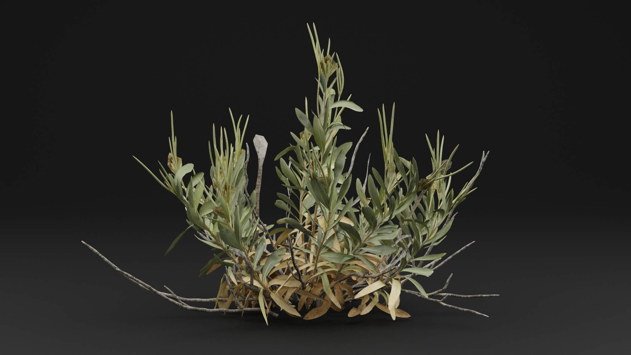 Rhazya Stricta Plant - 3D Model by Green Lander