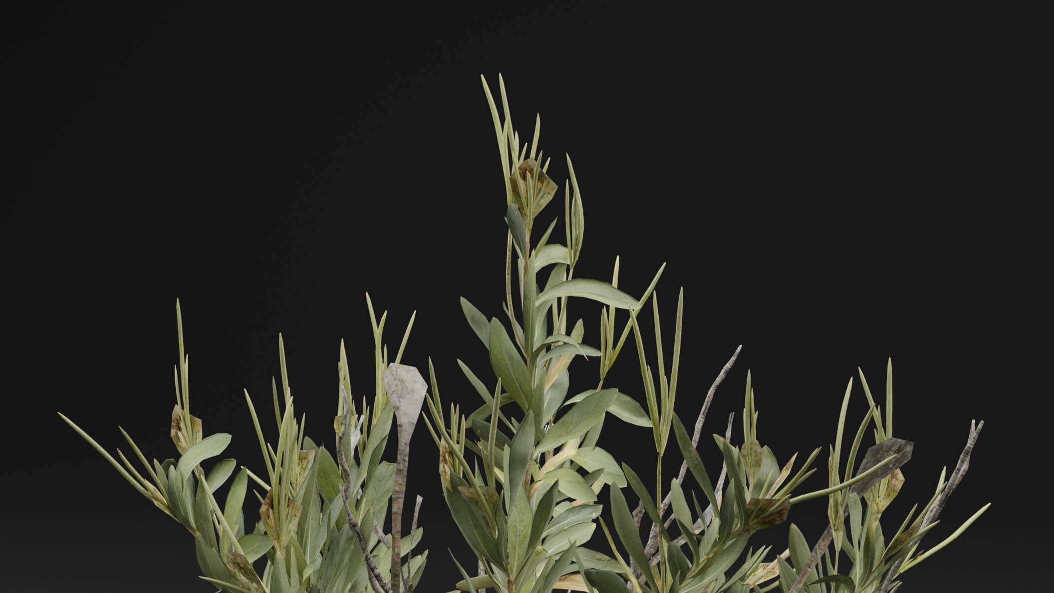 Rhazya Stricta Plant - 3D Model by Green Lander
