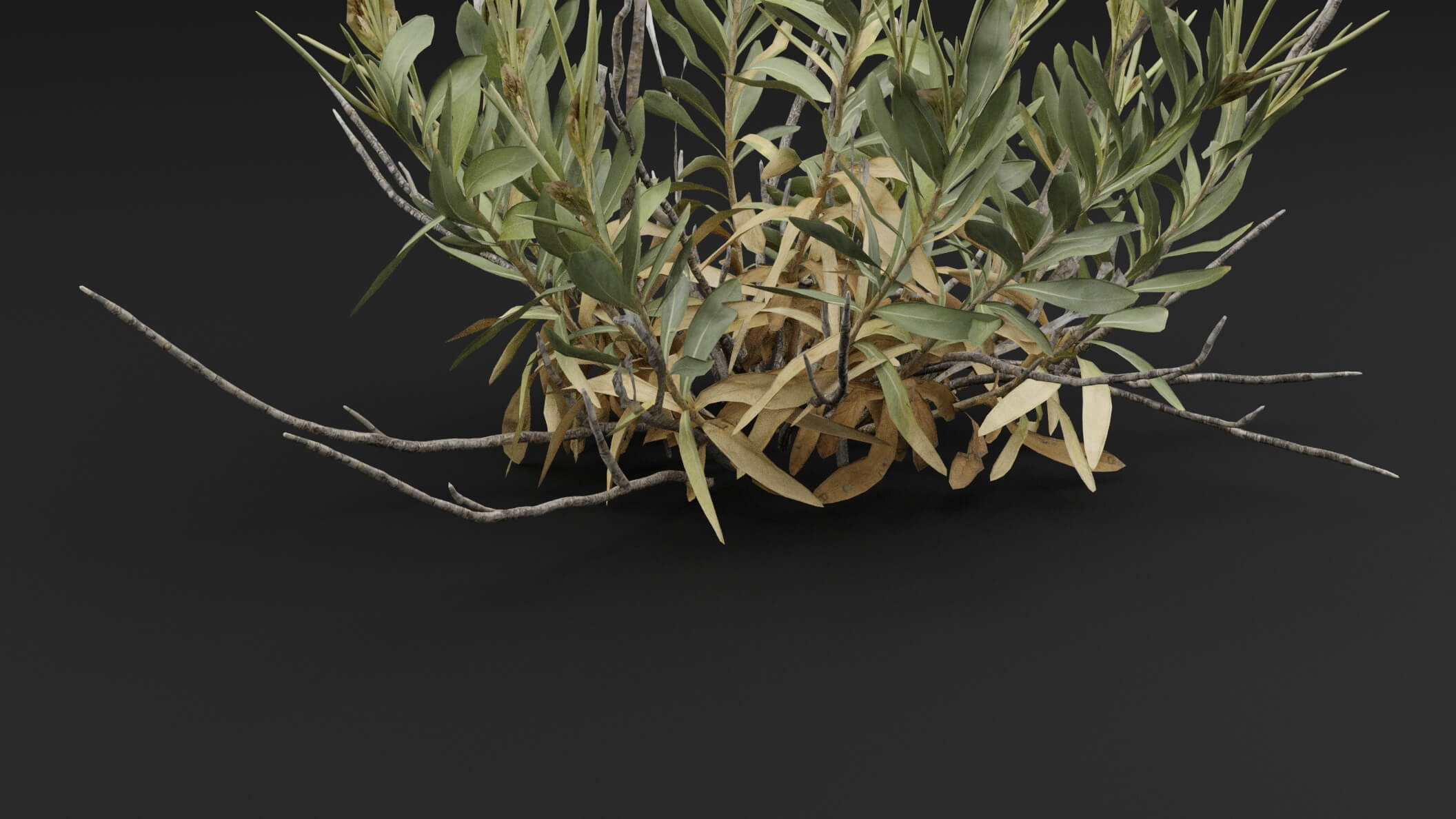 Rhazya Stricta Plant - 3D Model by Green Lander