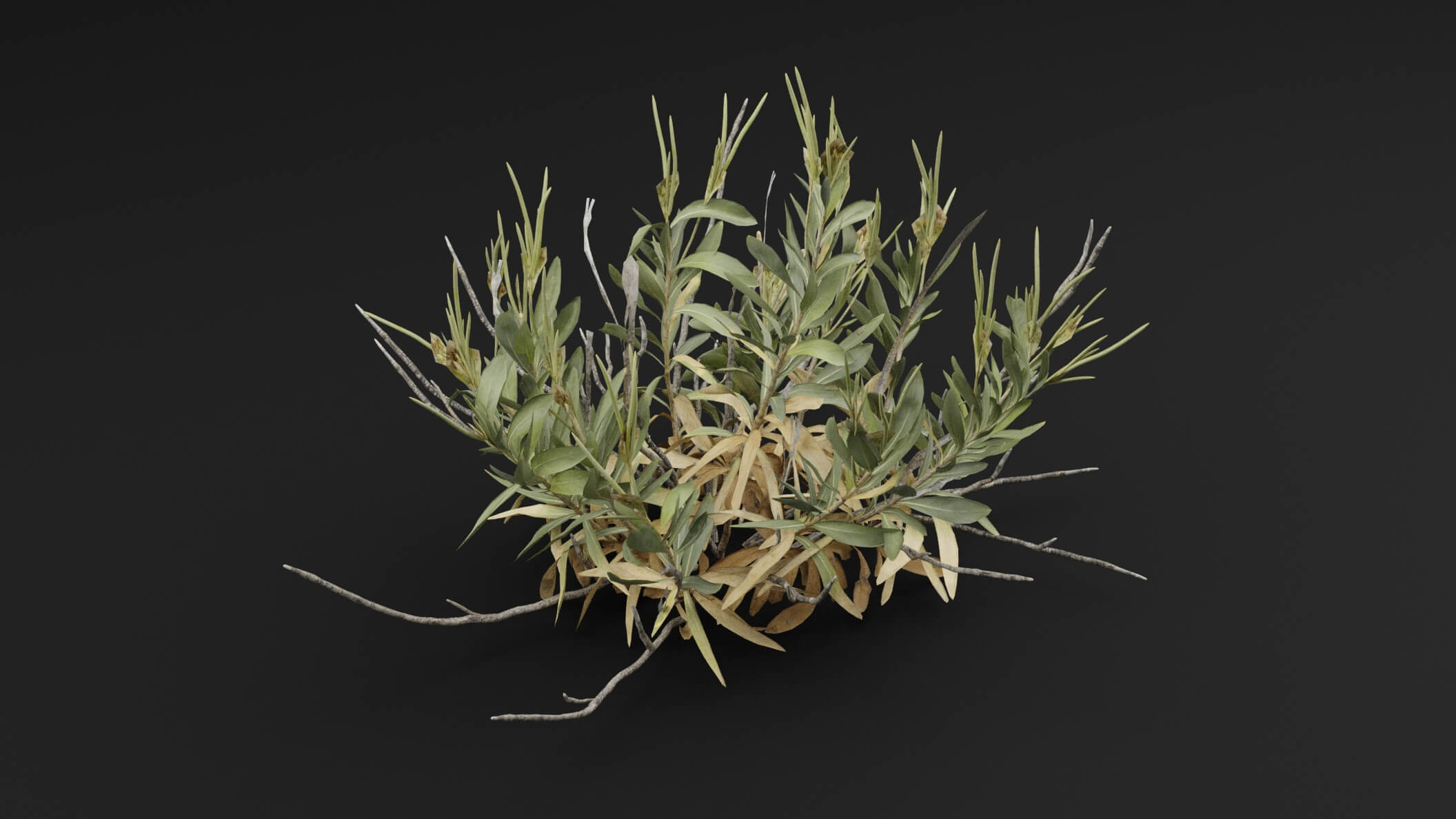 Rhazya Stricta Plant - 3D Model by Green Lander