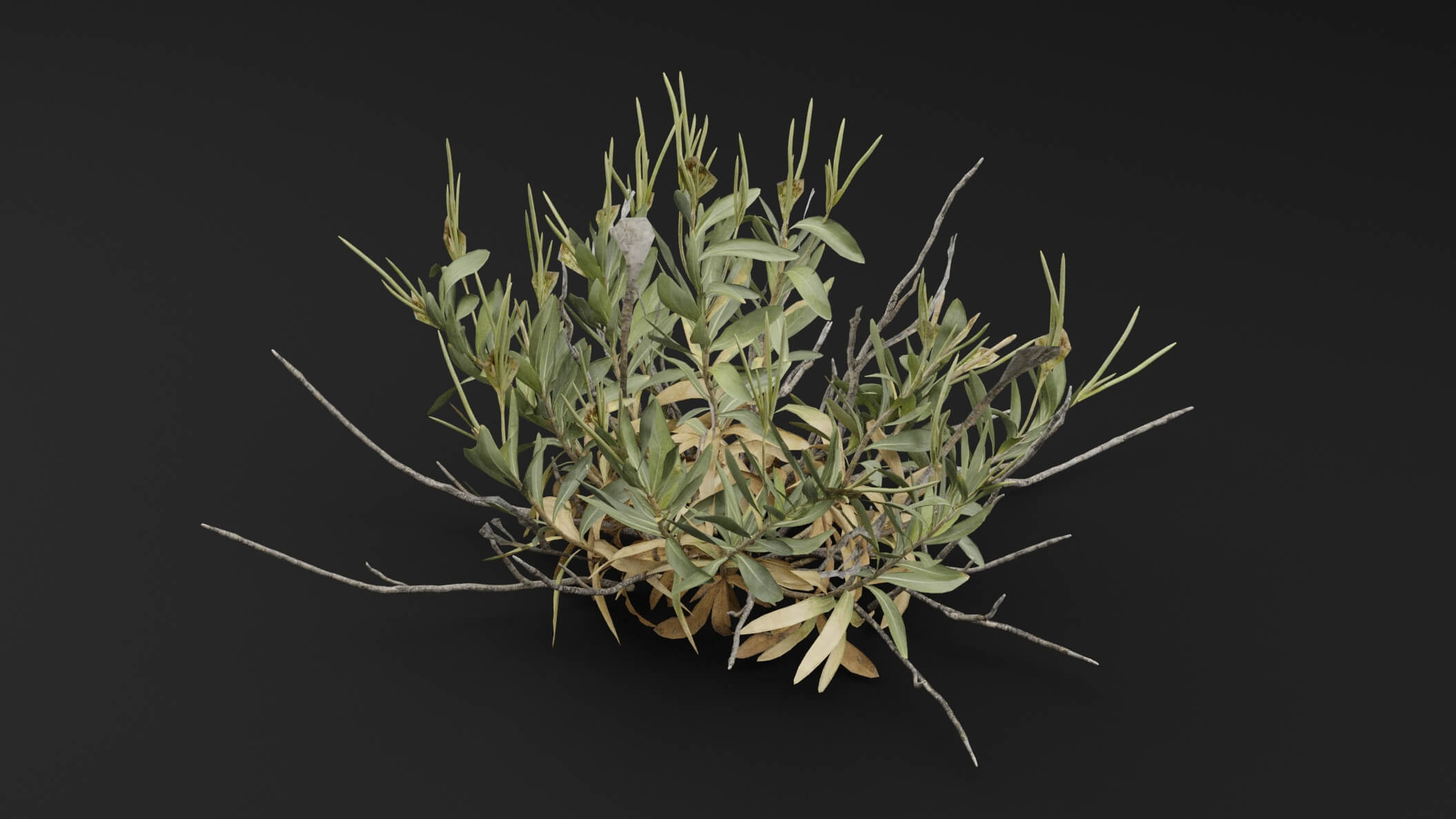 Rhazya Stricta Plant - 3D Model by Green Lander