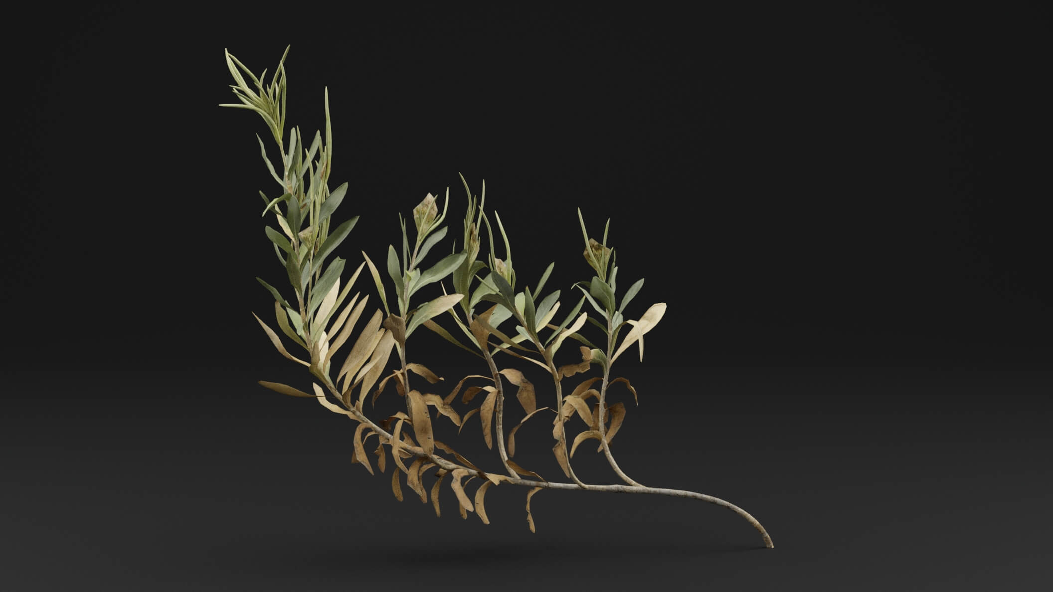 Rhazya Stricta Plant - 3D Model by Green Lander