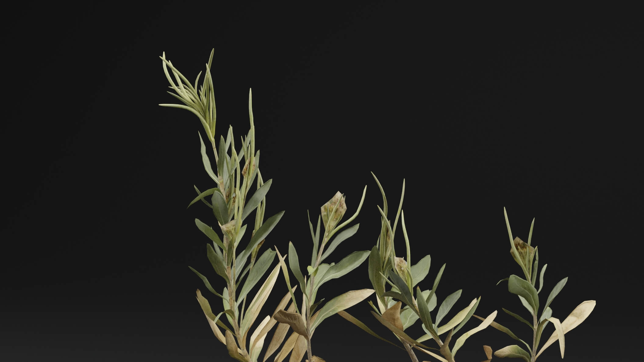 Rhazya Stricta Plant - 3D Model by Green Lander