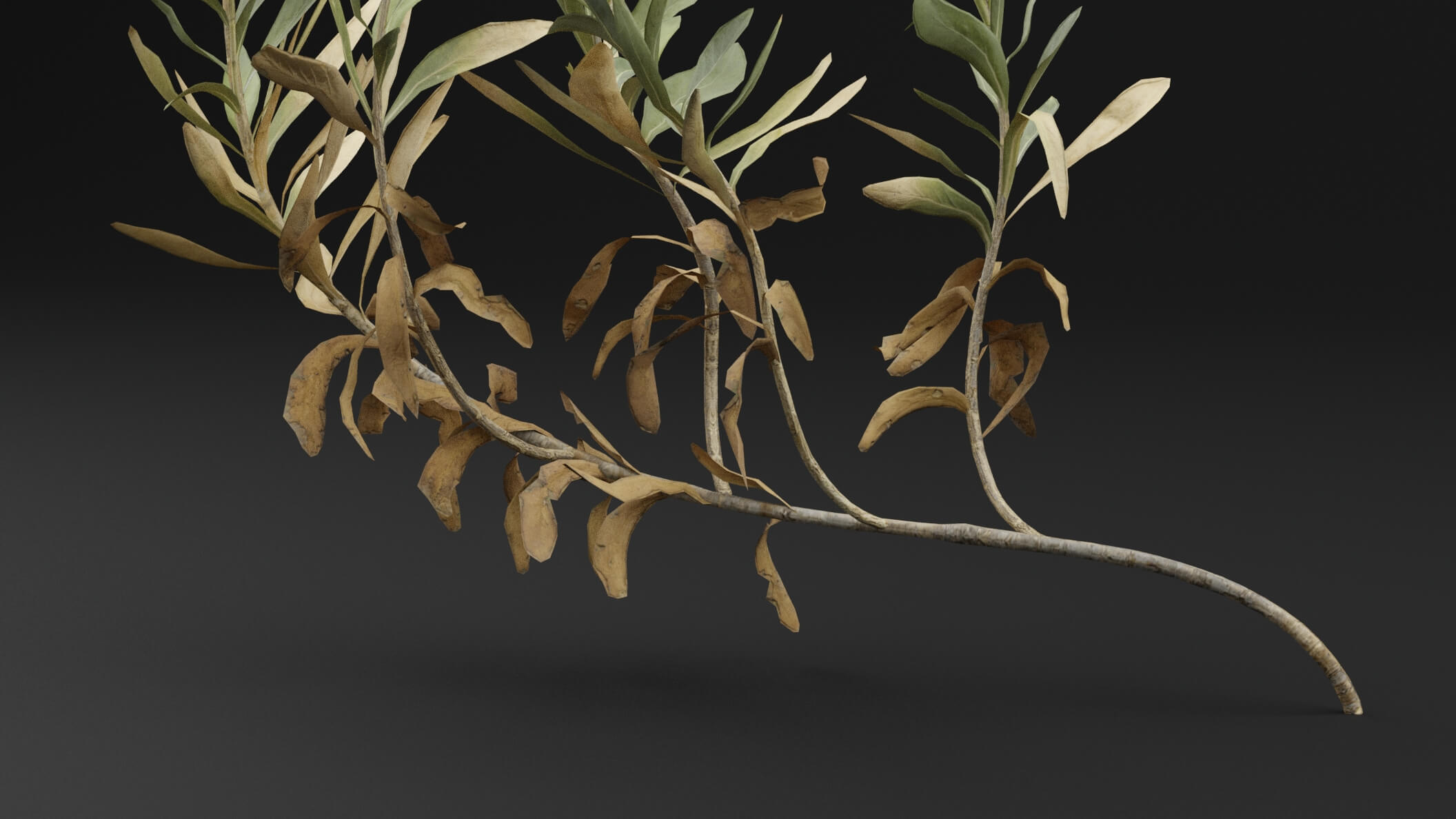 Rhazya Stricta Plant - 3D Model by Green Lander
