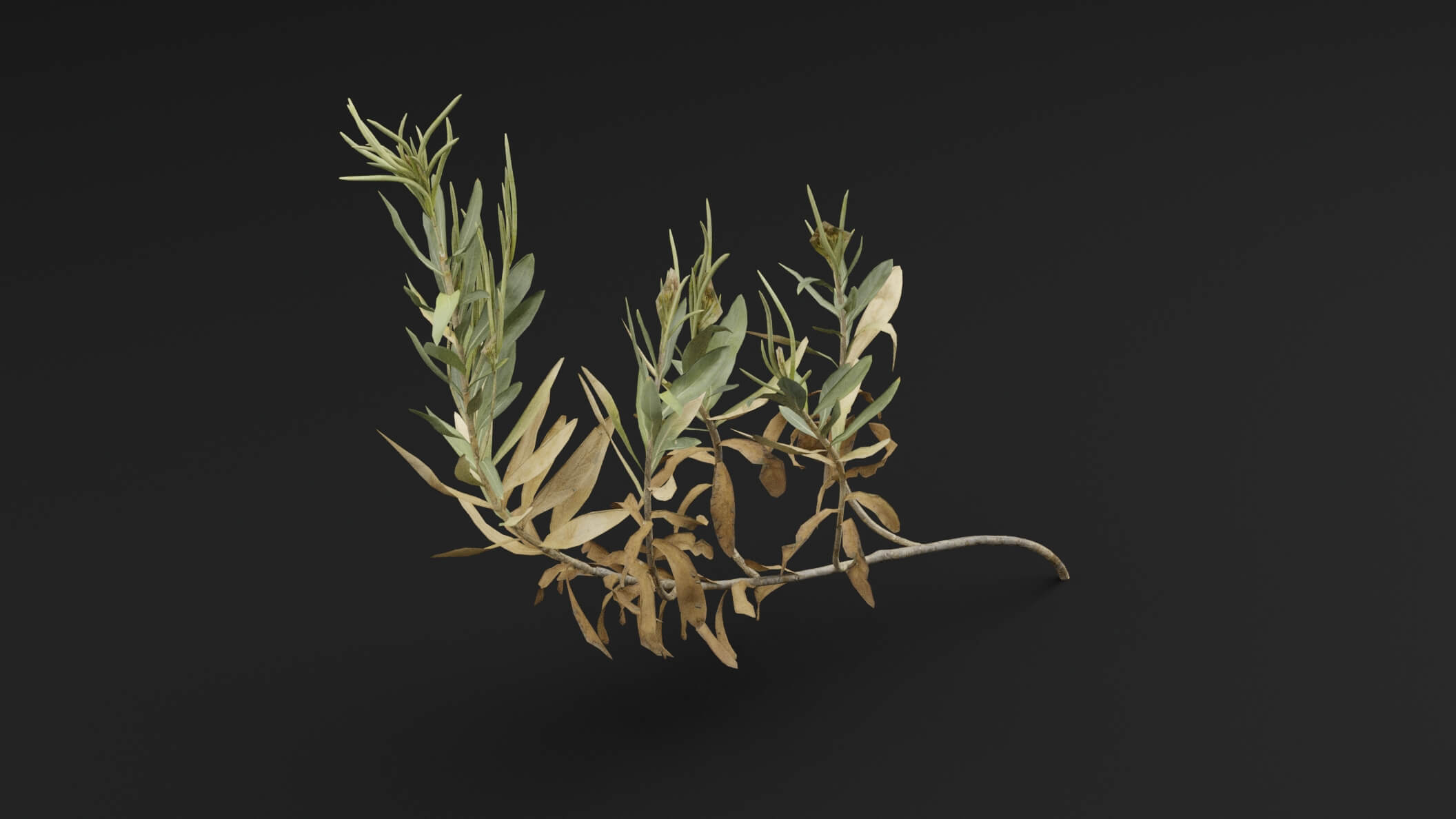 Rhazya Stricta Plant - 3D Model by Green Lander