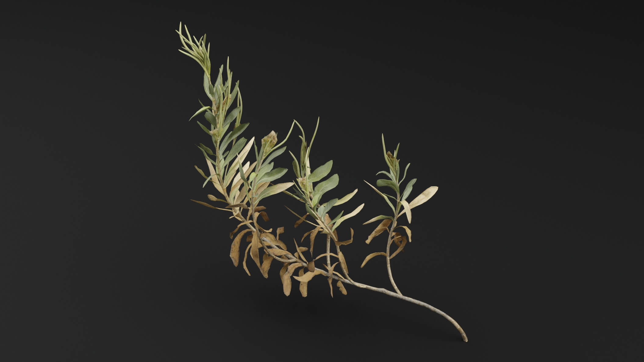 Rhazya Stricta Plant - 3D Model by Green Lander