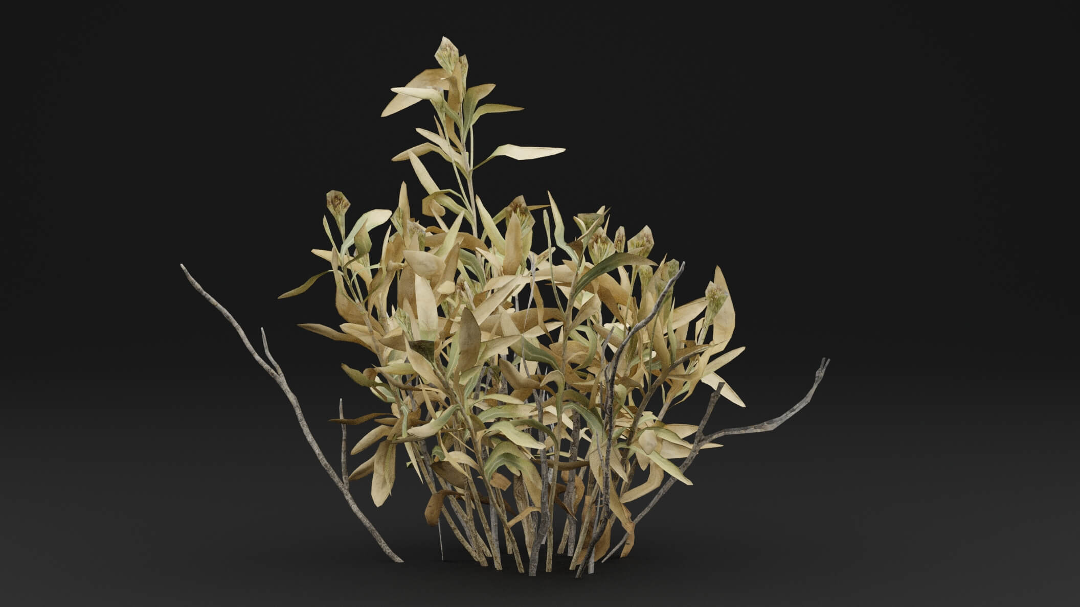 Rhazya Stricta Plant - 3D Model by Green Lander
