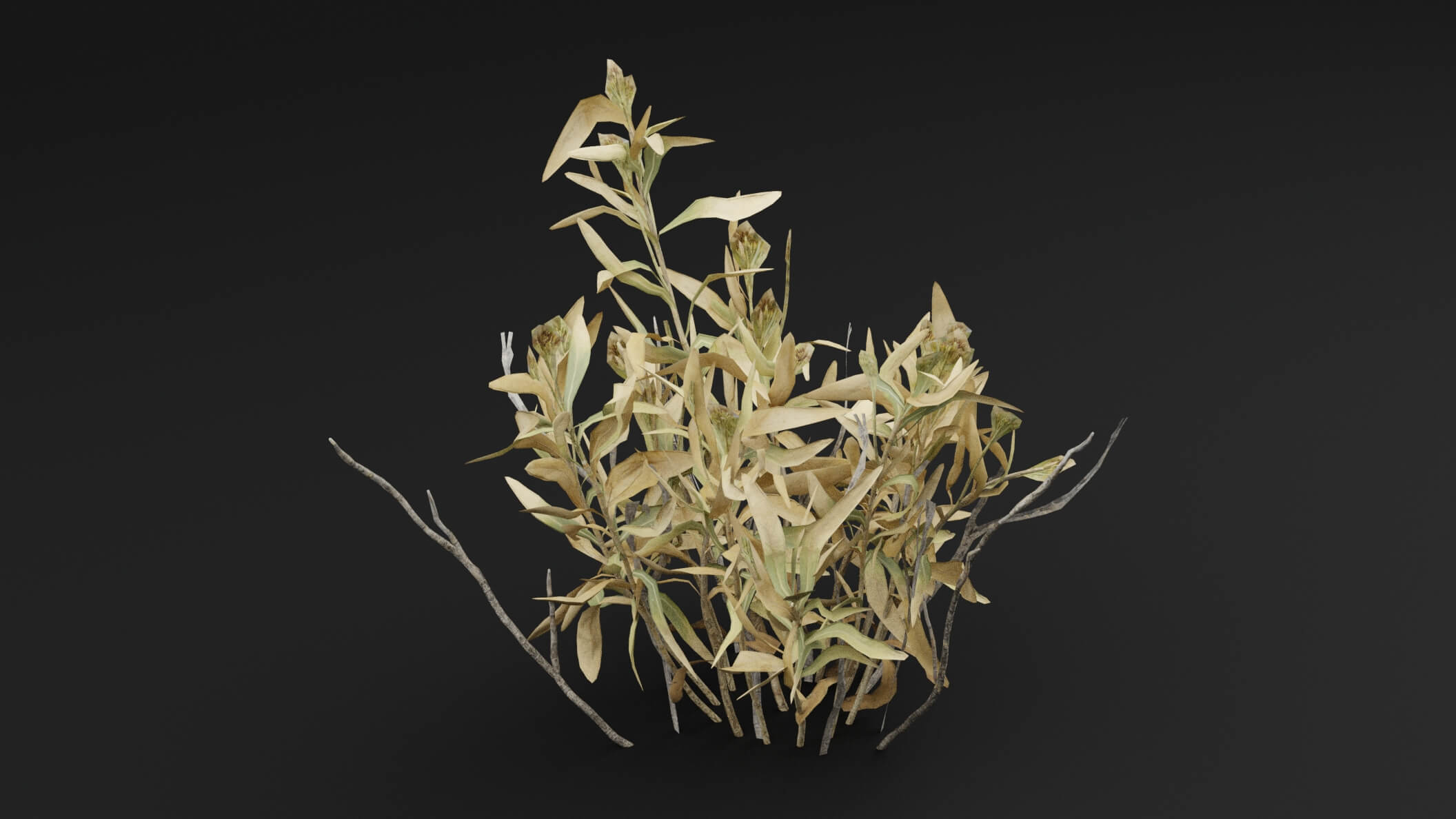 Rhazya Stricta Plant - 3D Model by Green Lander
