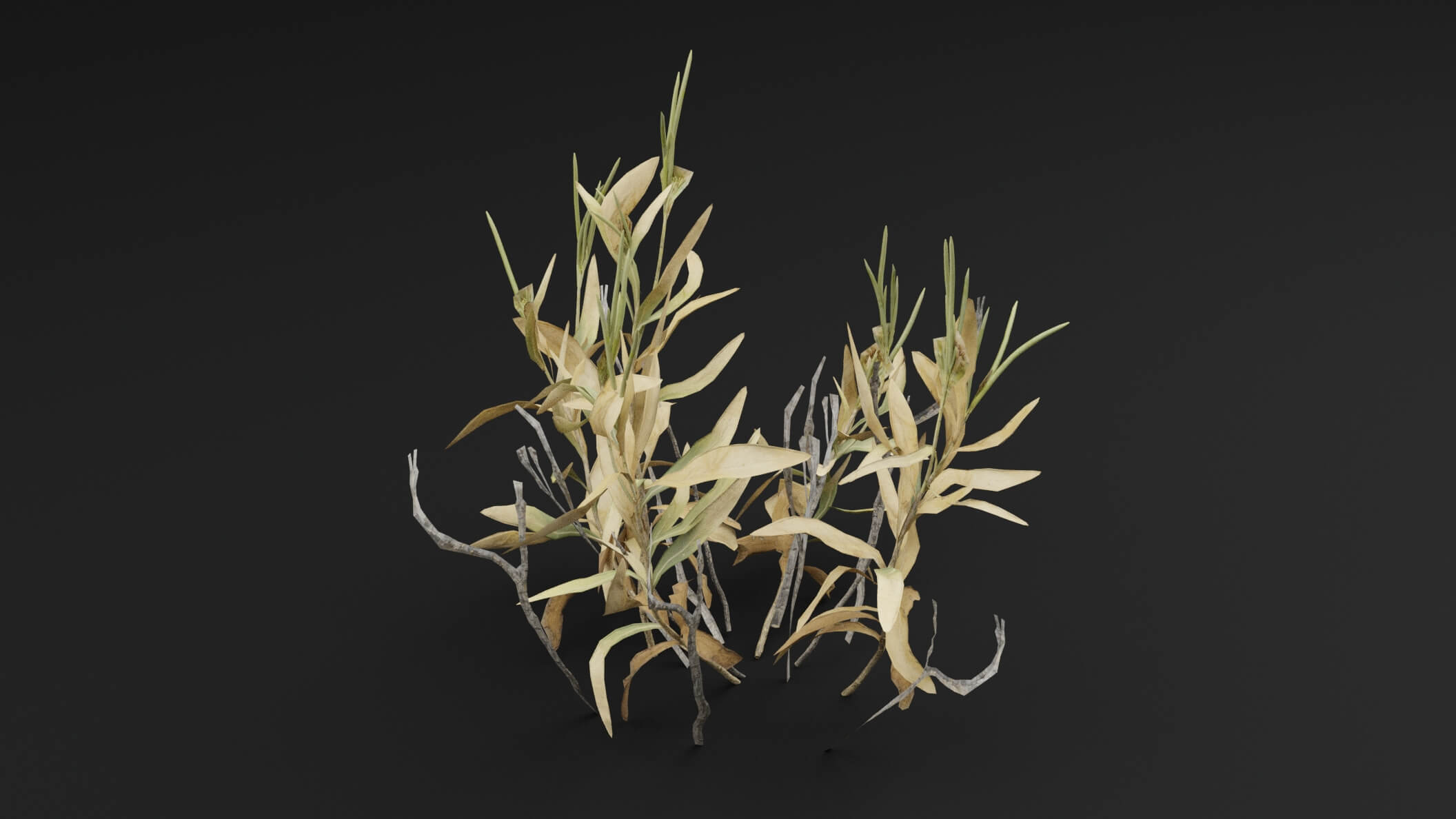 Rhazya Stricta Plant - 3D Model by Green Lander