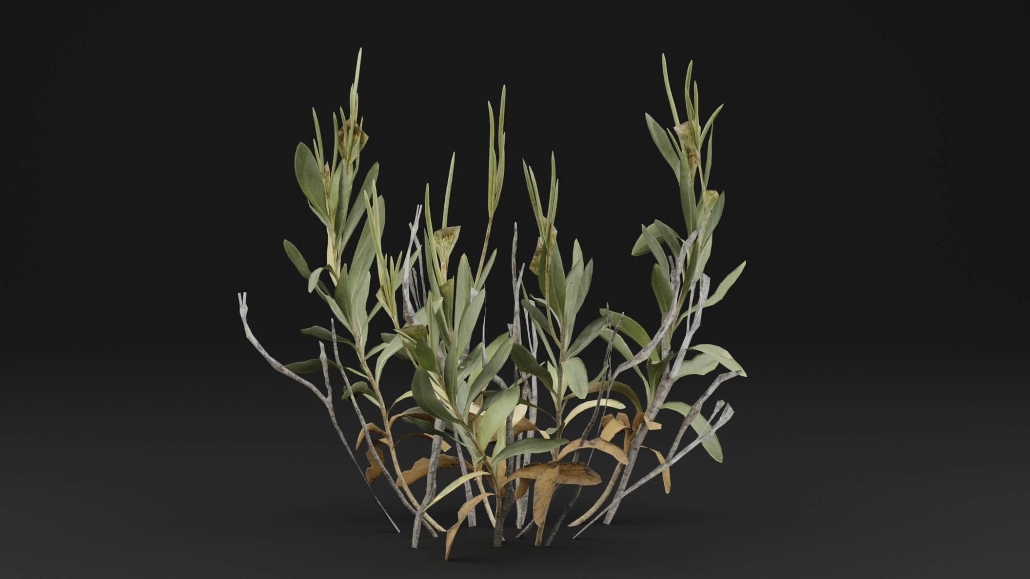 Rhazya Stricta Plant - 3D Model by Green Lander