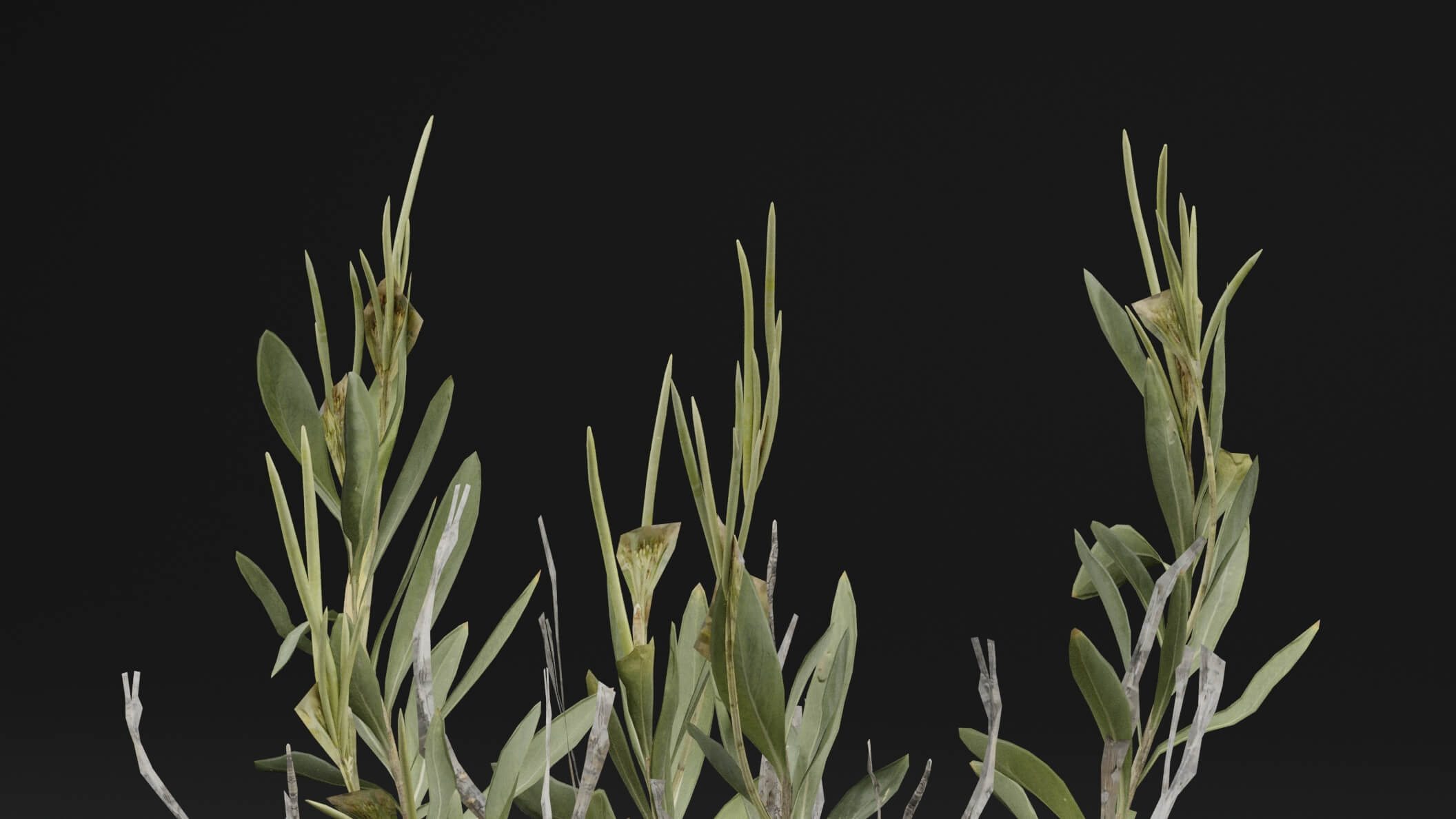 Rhazya Stricta Plant - 3D Model by Green Lander