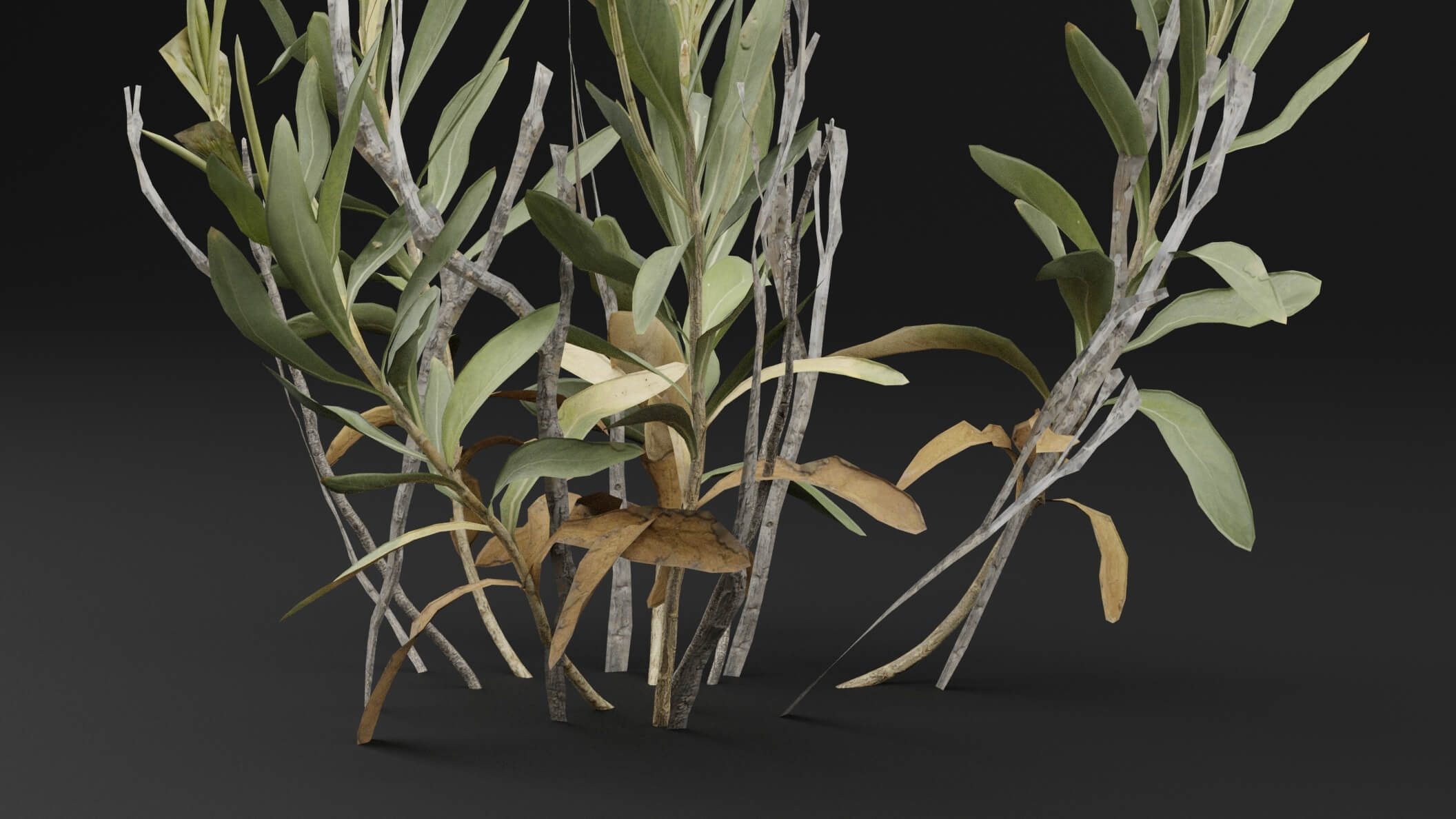 Rhazya Stricta Plant - 3D Model by Green Lander