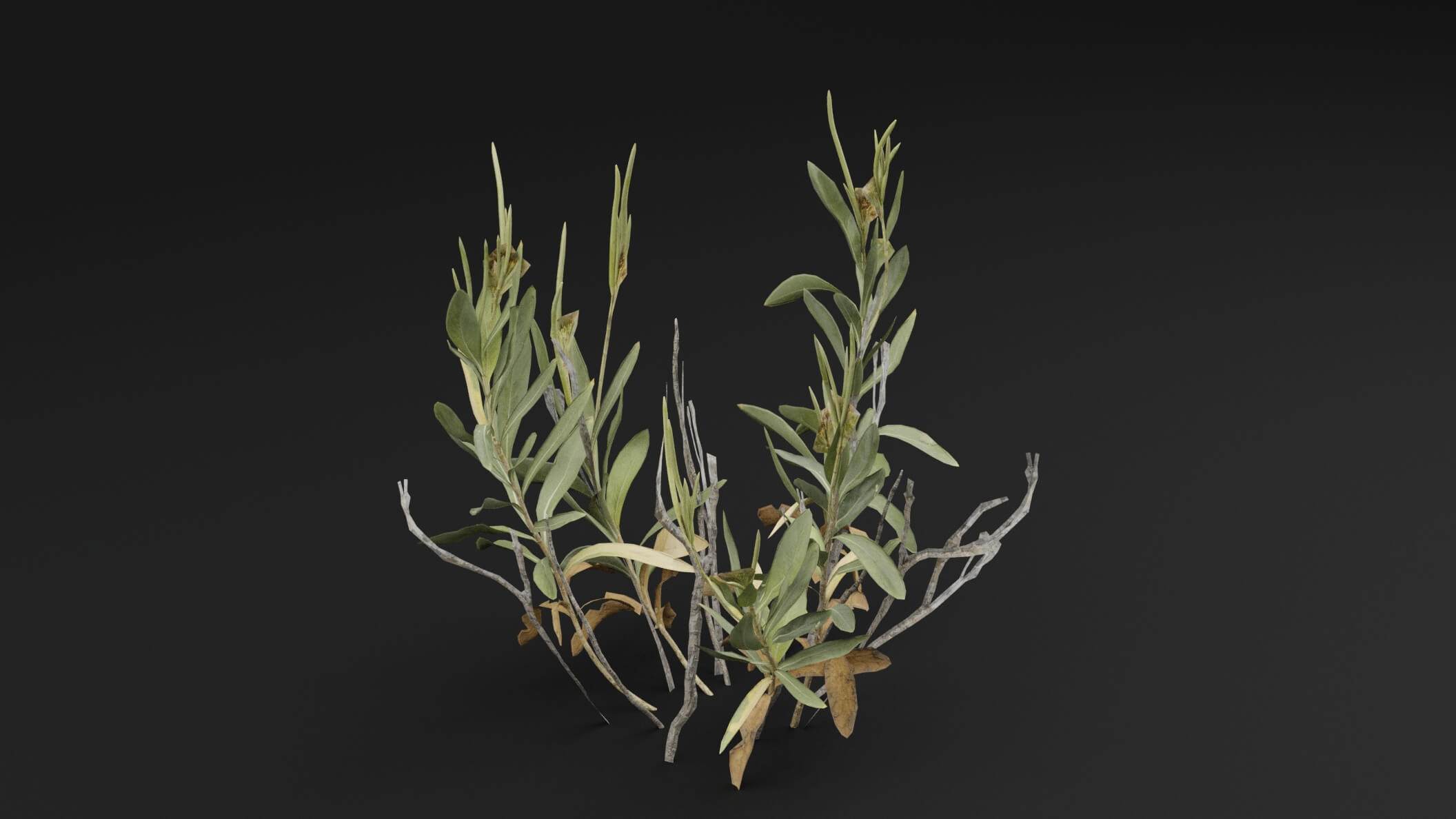 Rhazya Stricta Plant - 3D Model by Green Lander