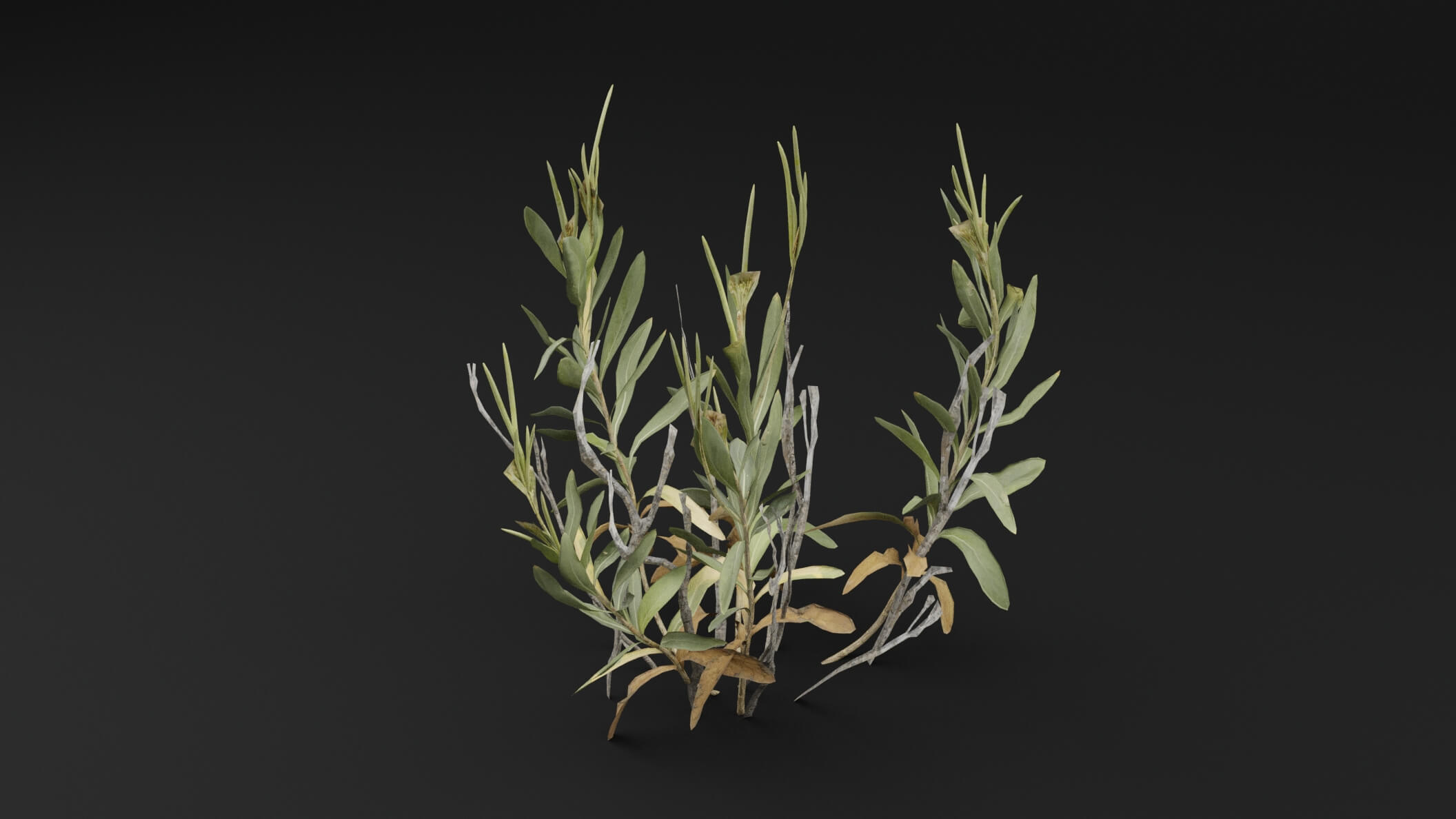 Rhazya Stricta Plant - 3D Model by Green Lander